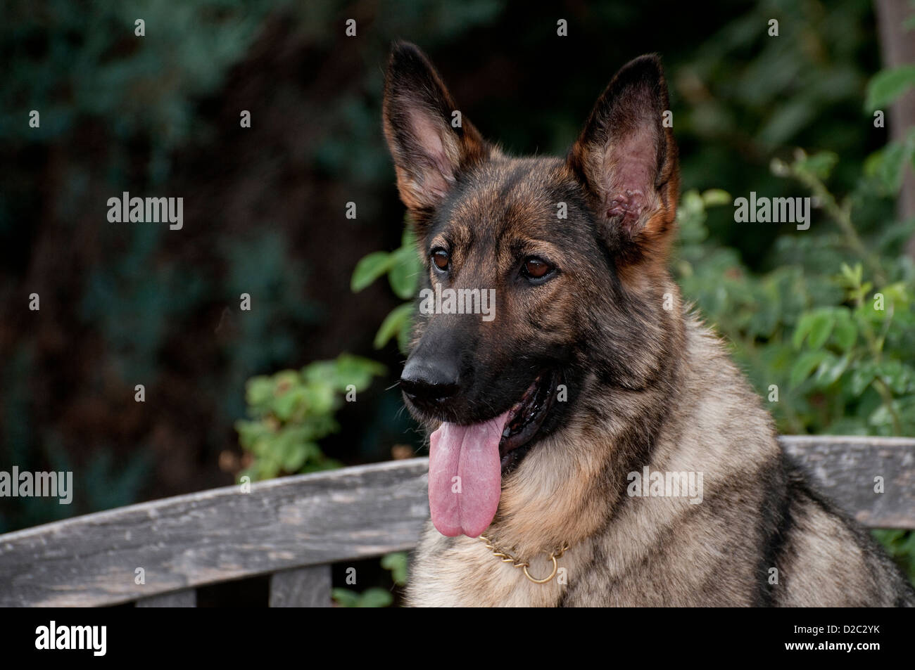 German shepherd dog head shot hi-res stock photography and images - Alamy