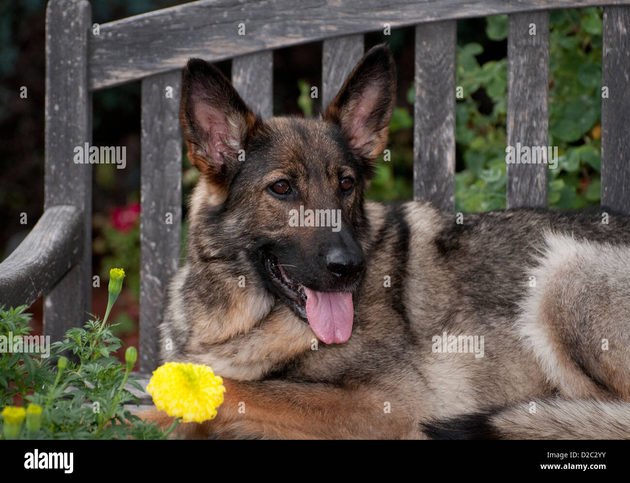 German shepherd lying down hi-res stock photography and images - Alamy