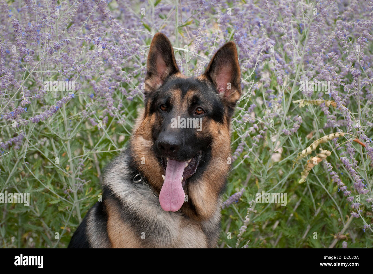 German Shepherd Dog-Head shot Stock Photo - Alamy