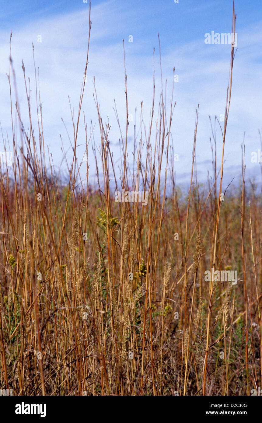 Kansas. Tallgrass Prairie National Preserve Stock Photo - Alamy