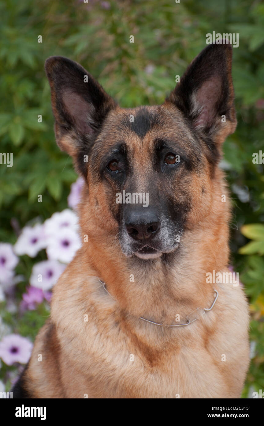 German Shepherd Dog-Head shot Stock Photo - Alamy