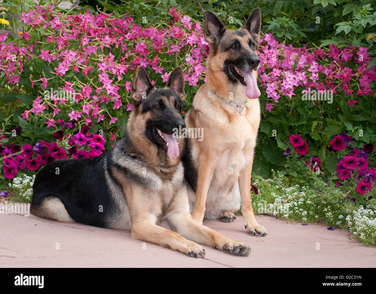Two German Shepherd Dogs-one sitting and other lying down Stock Photo ...
