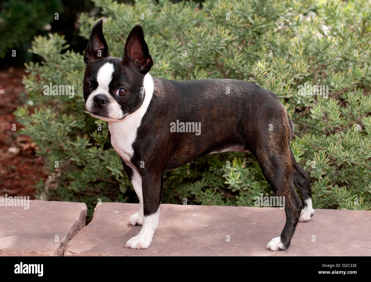 Boston Terrier standing on flagstone Stock Photo - Alamy