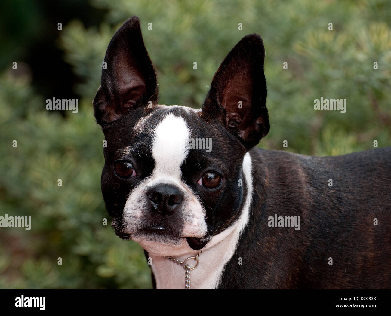 Boston Terrier-head shot Stock Photo - Alamy