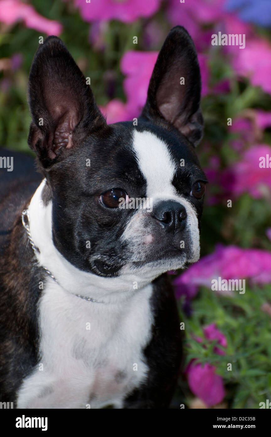 Boston Terrier-head shot Stock Photo - Alamy