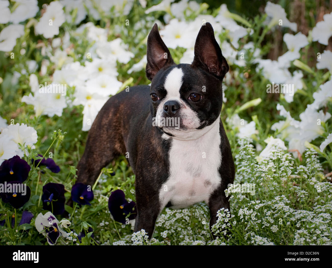 Boston terrier hi-res stock photography and images - Alamy