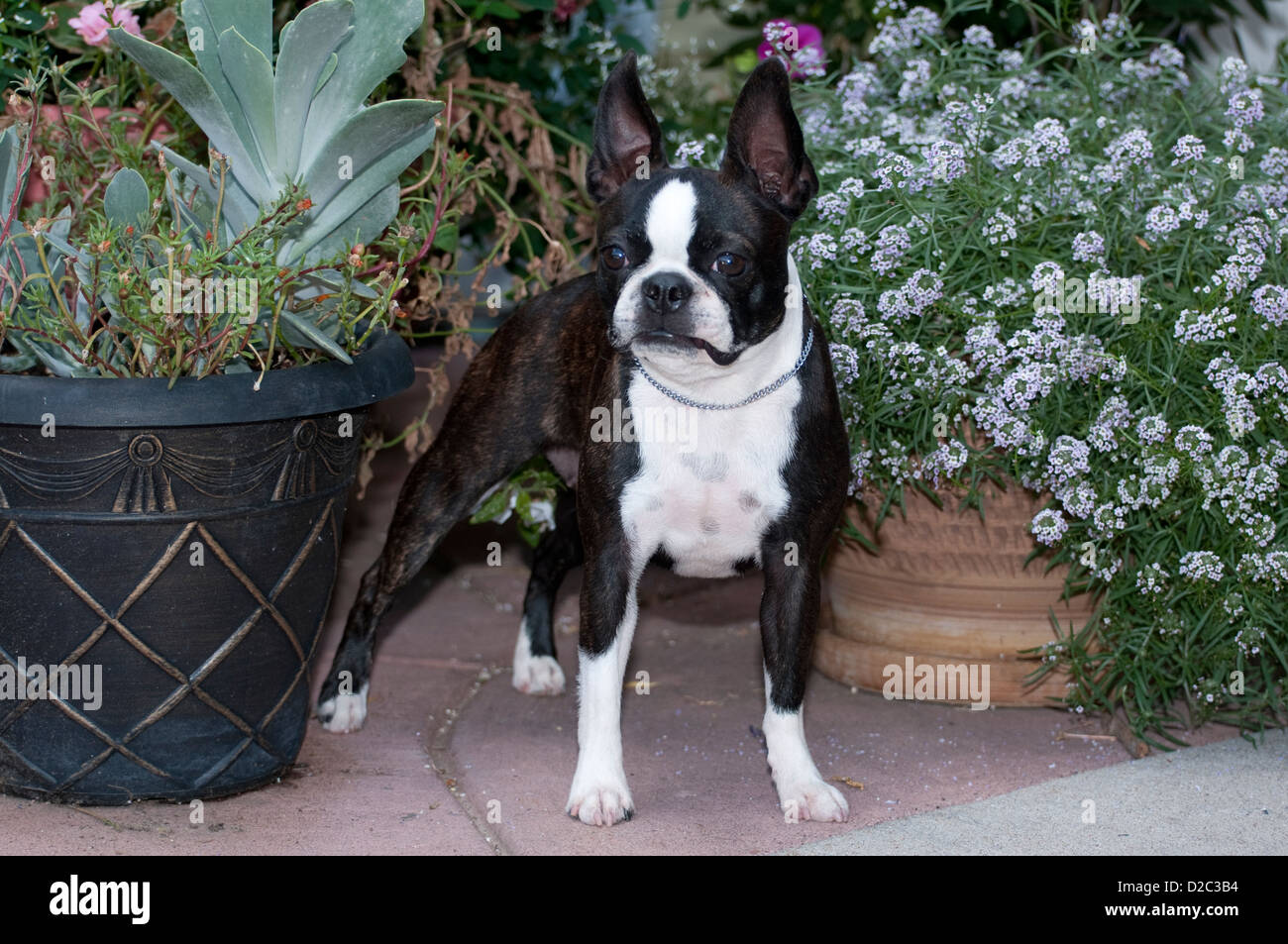 Boston Terrier standing Stock Photo - Alamy