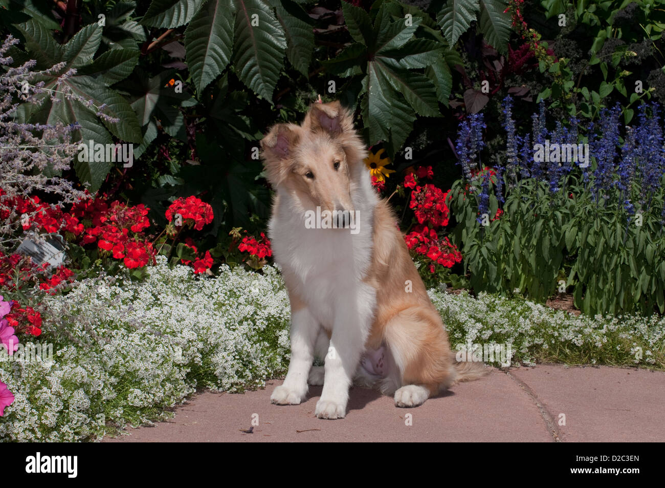 Rough collie puppy sitting Stock Photo - Alamy