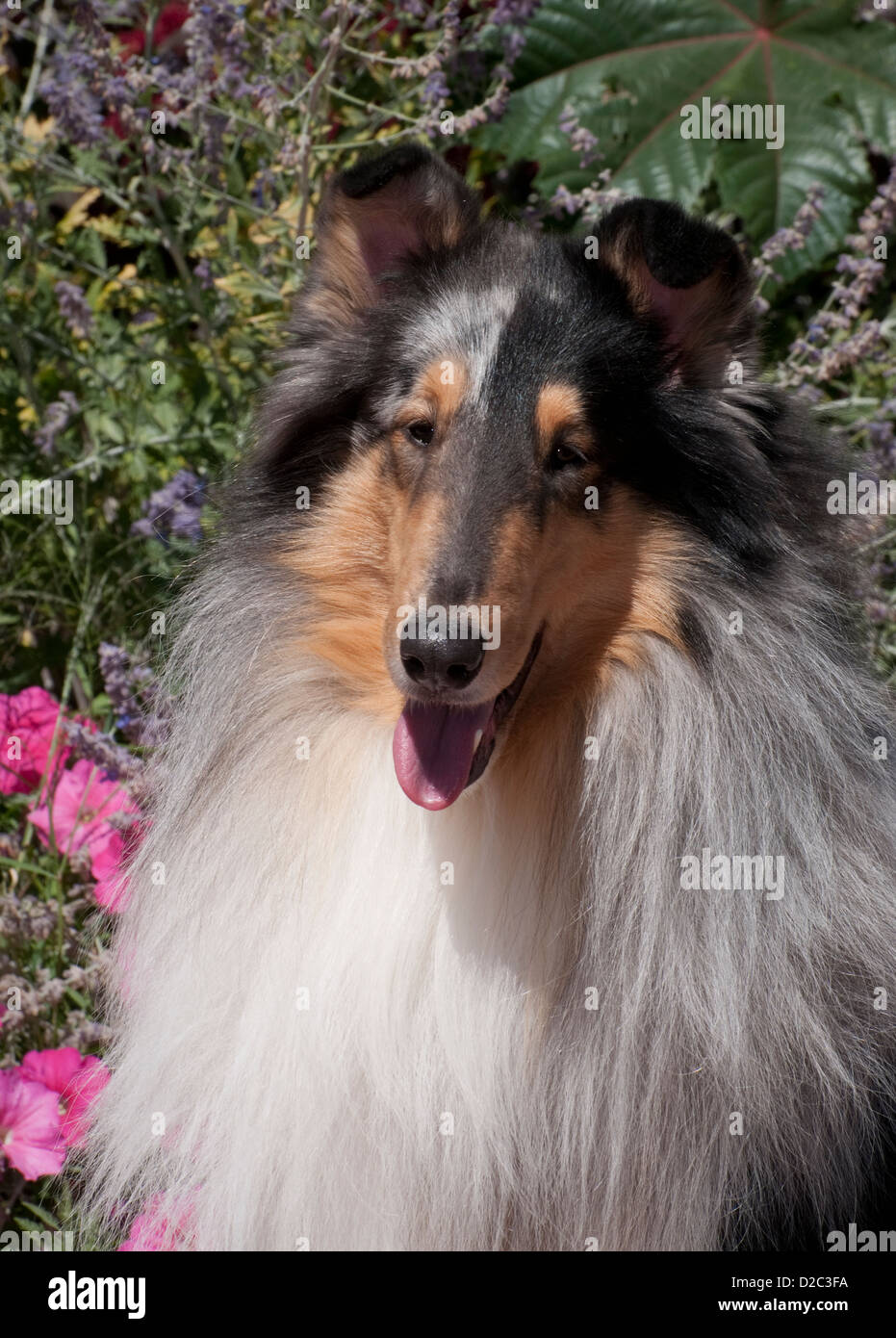 Tri color collie hi-res stock photography and images - Alamy