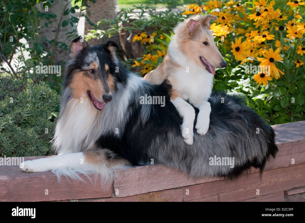 Rough collie lying down with Smooth collie laying over its back Stock ...