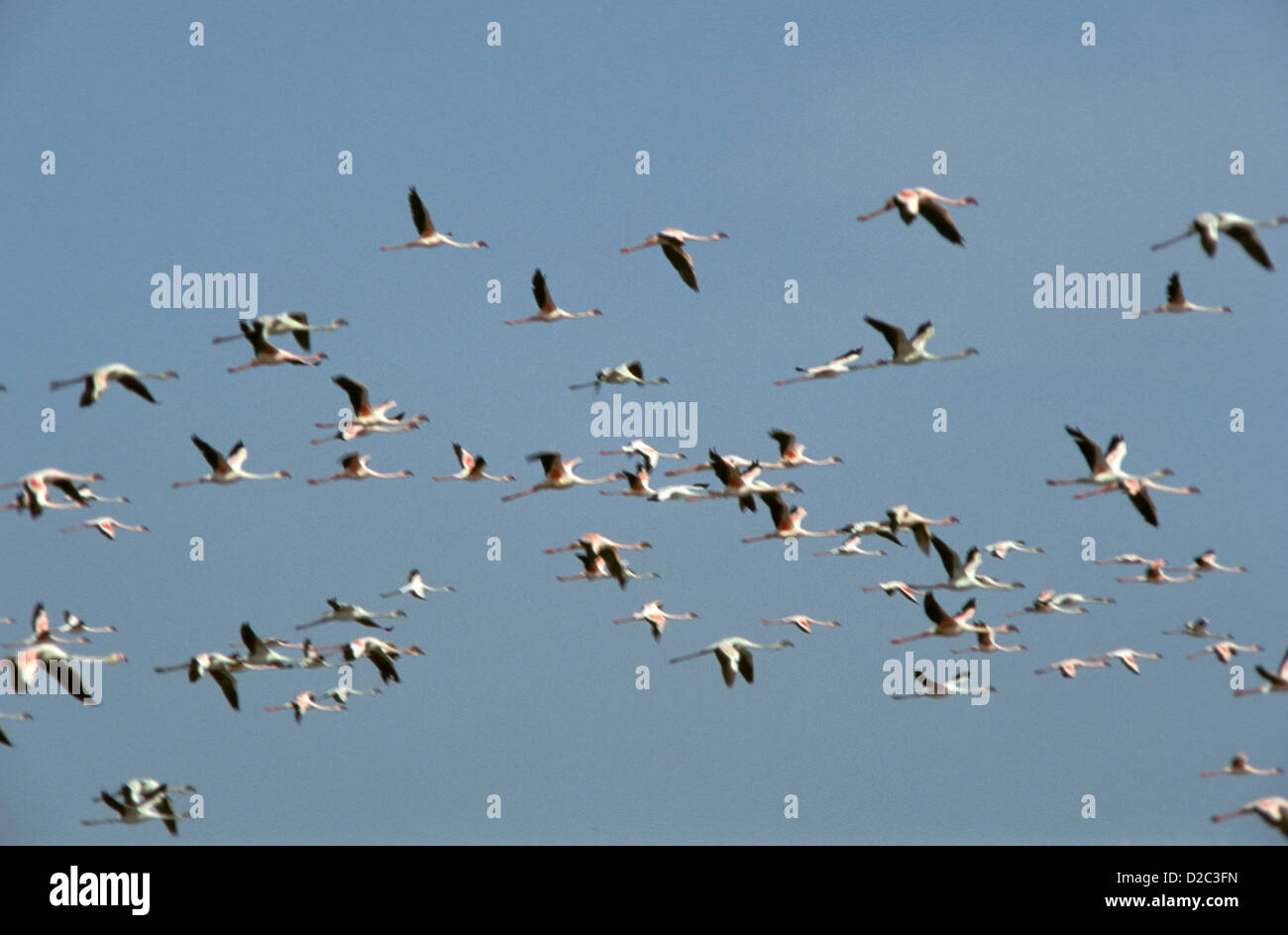 Flamingos flamingoes birds in hi-res stock photography and images - Alamy