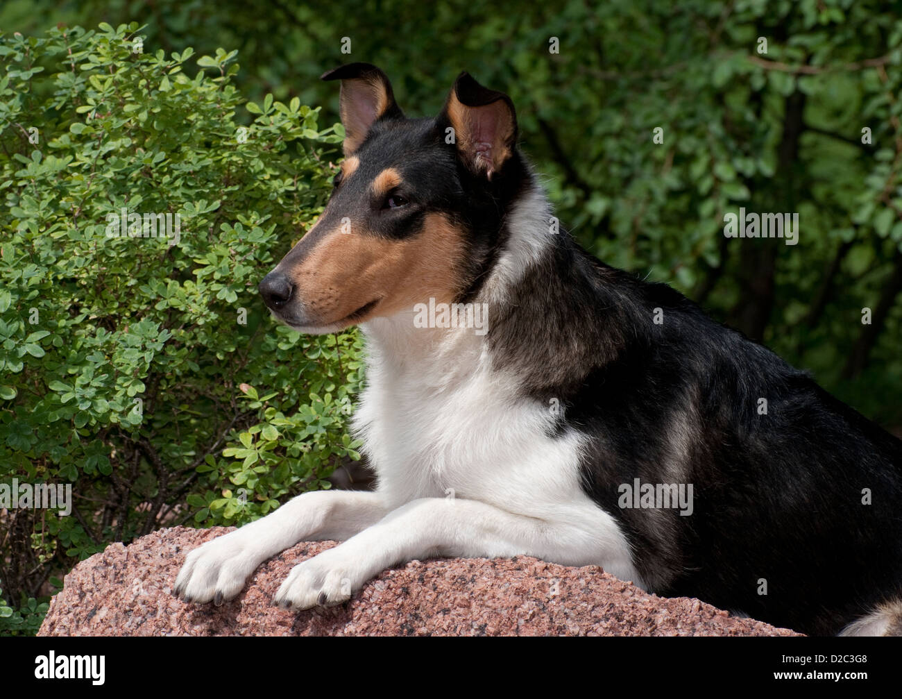 Collie Dog Lying Down Stock Photos & Collie Dog Lying Down Stock Images ...
