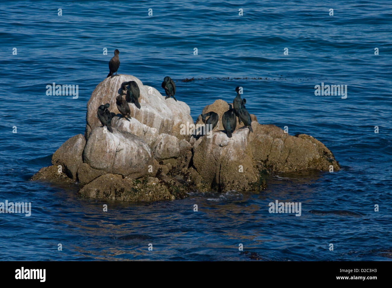 Saltwater birds hi-res stock photography and images - Alamy