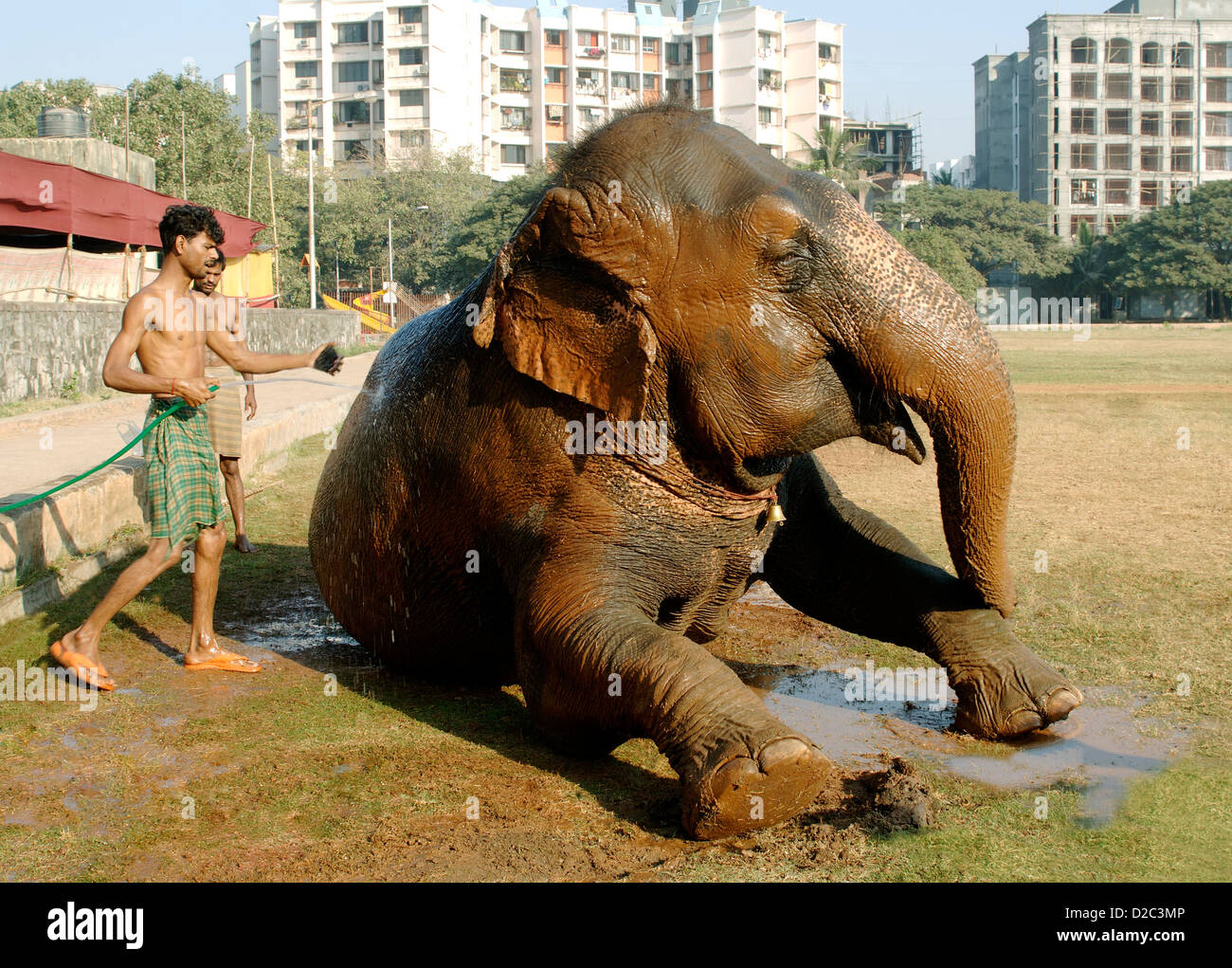 Asian Elephant (Elephas Maximus) Being Given A Bath By His Mahavat ...
