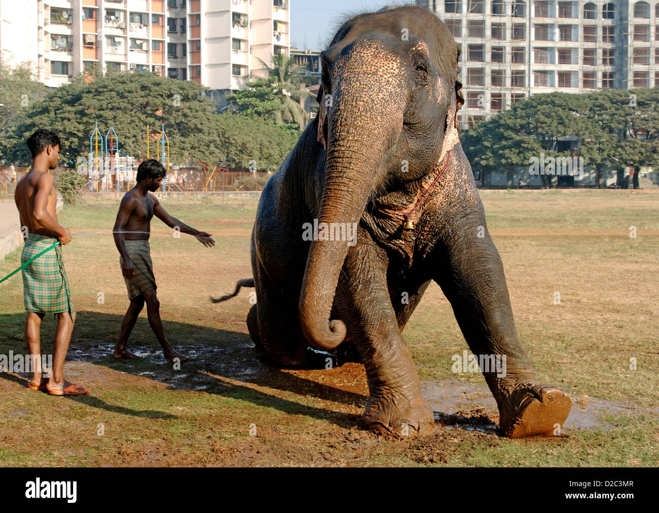 Asian Elephant (Elephas Maximus) Being Given A Bath By His Mahavat ...
