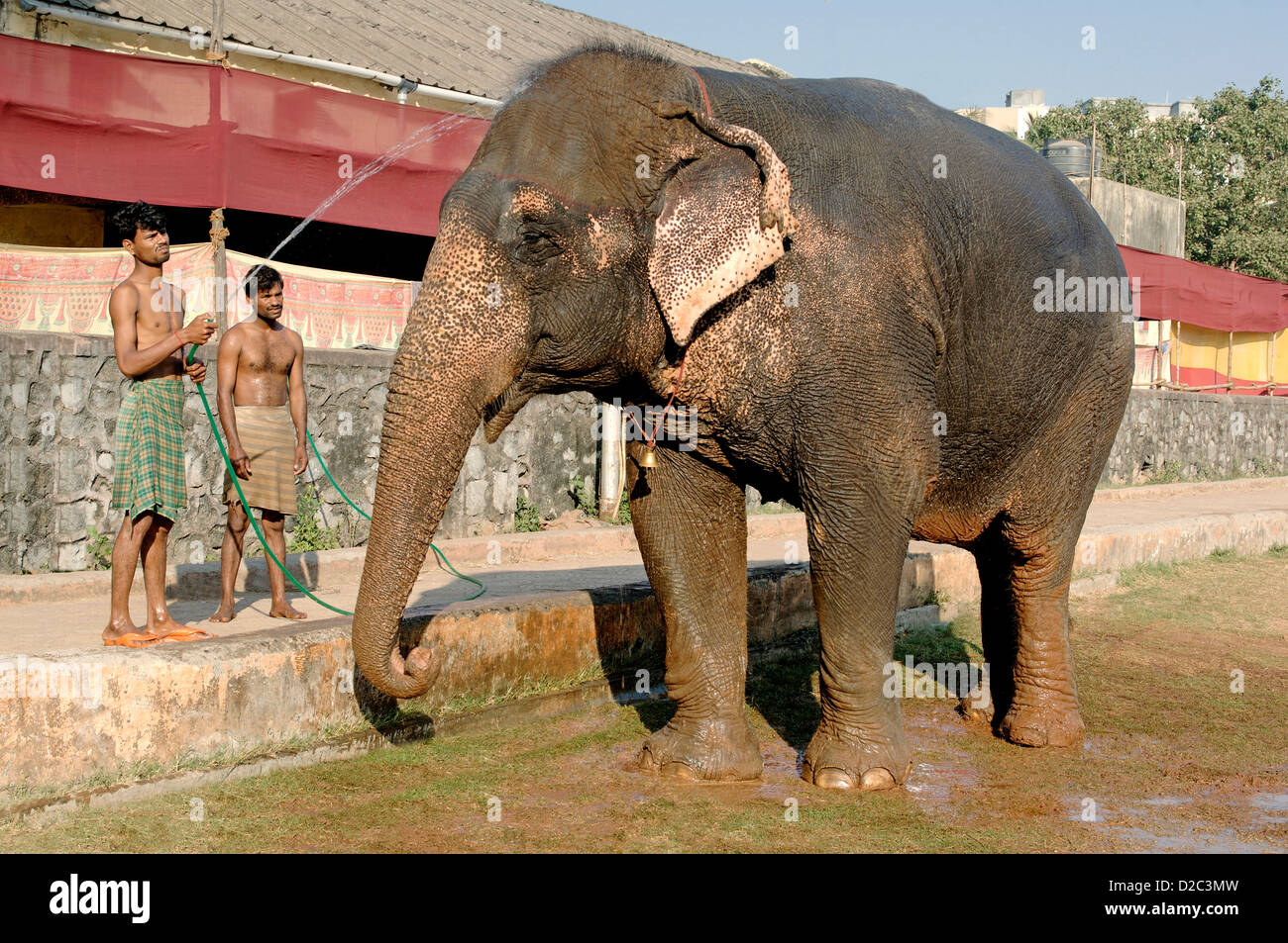 Asian Elephant (Elephas Maximus) Being Given A Bath By His Mahavat ...
