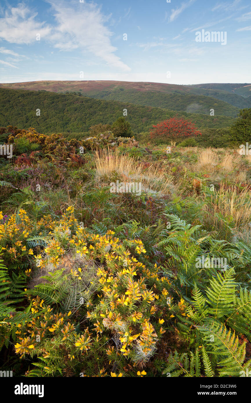 Colorful gorse flowers on quantock hills Stock Photo - Alamy