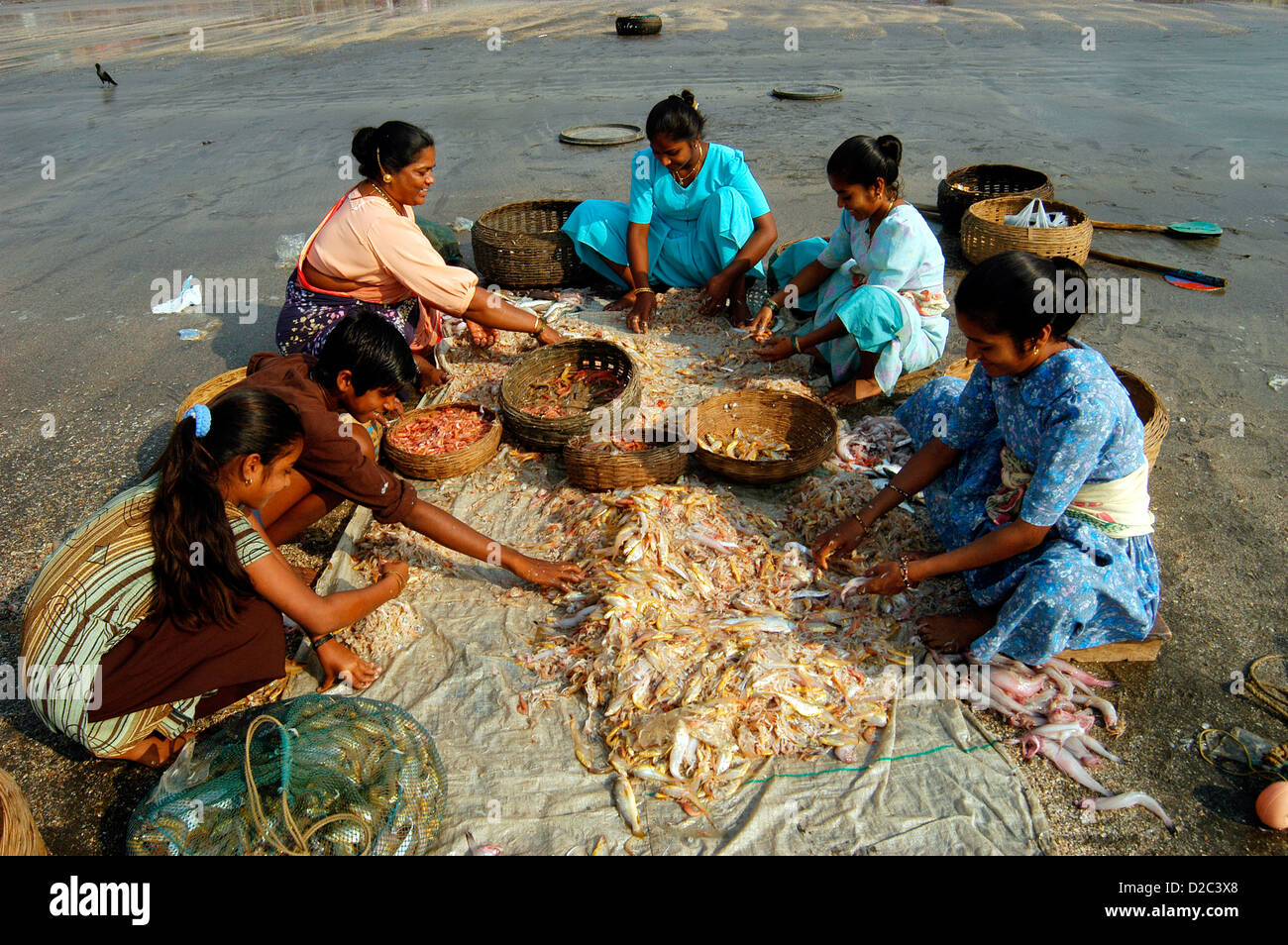 South Asian Indian Fisherwomen Sorting Different Varieties Fish For ...