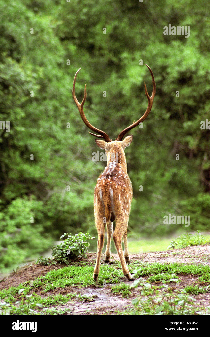 Spotted Deer At Bandipur Wild Life Sanctuary, Karnataka, India Stock ...