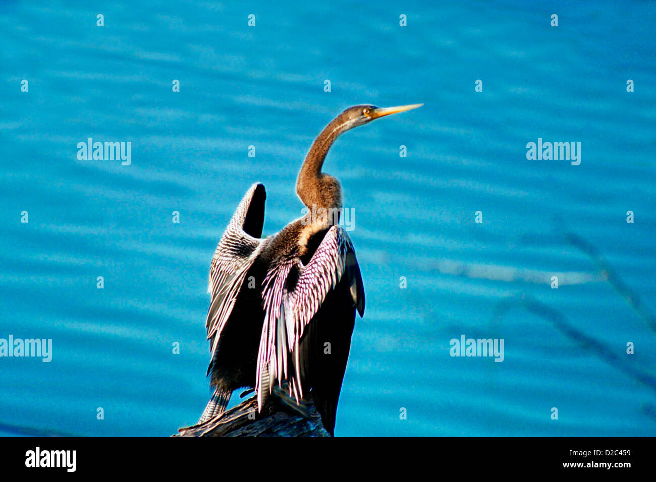 Snake Bird At Bharatpur Bird Sanctuary Rajasthan, India Stock Photo - Alamy