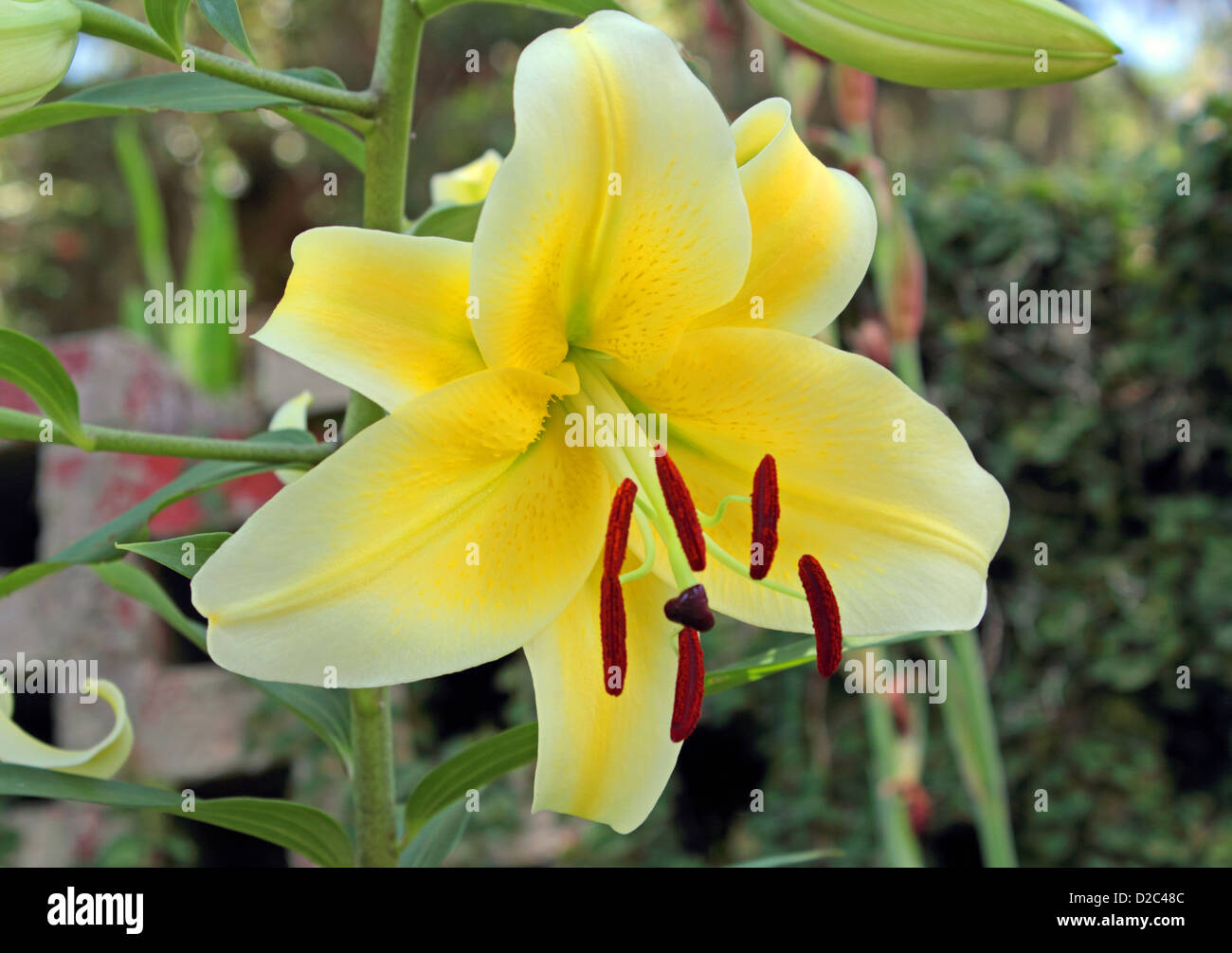 A beautiful yellow lily in a garden Stock Photo - Alamy