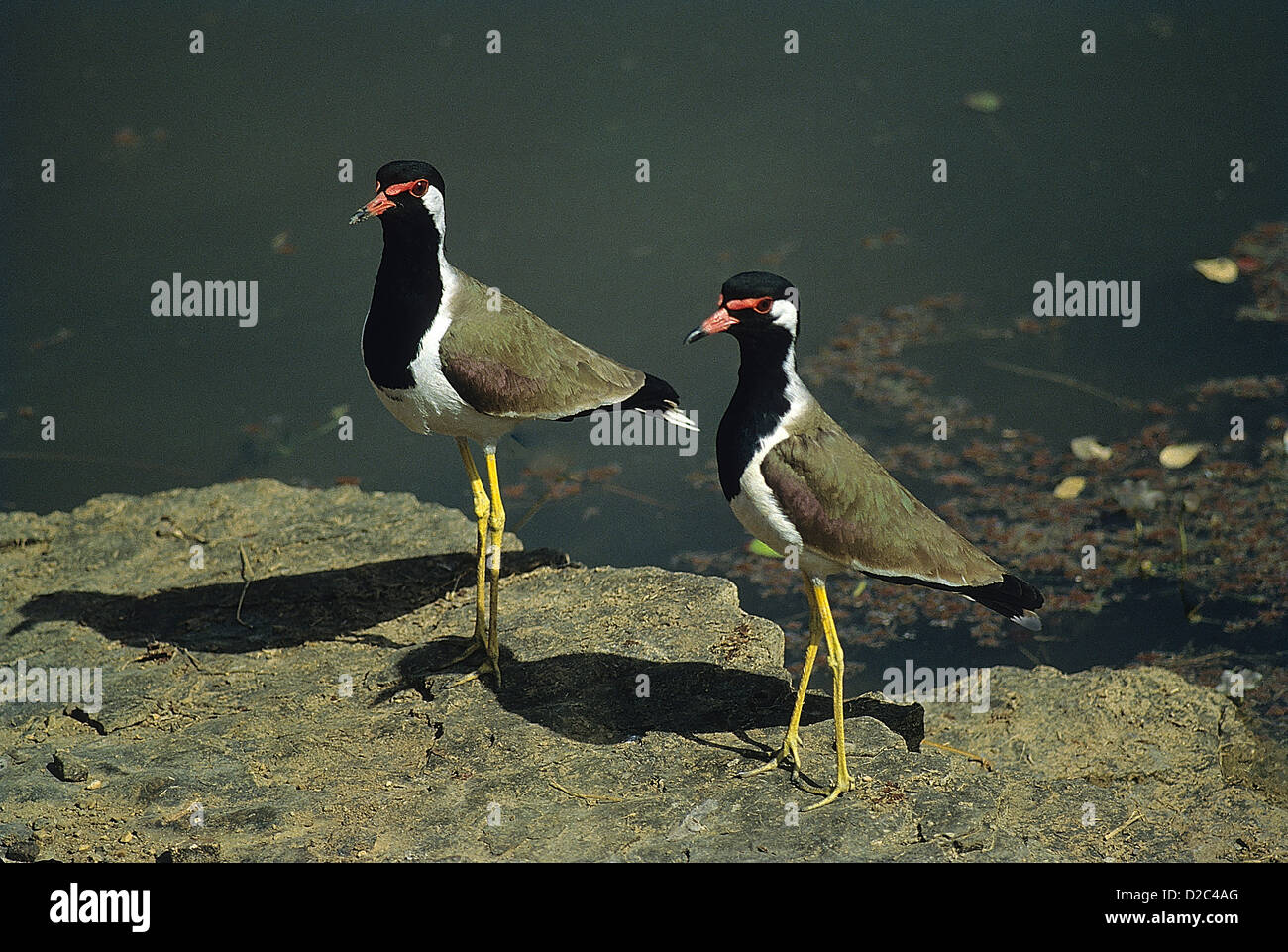 Red Wattle Lapwing (Venellus Malabaricus) Outside Urban Bangalore ...