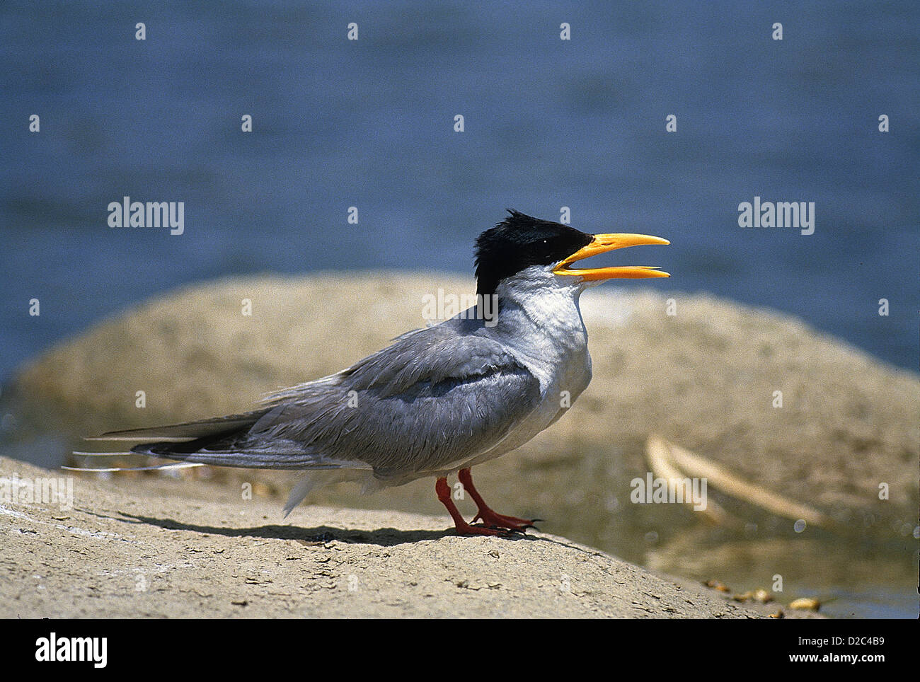 River Tern (Sterna Aurantia) Ranganthitoo Bird Sanctuary, Karnataka ...