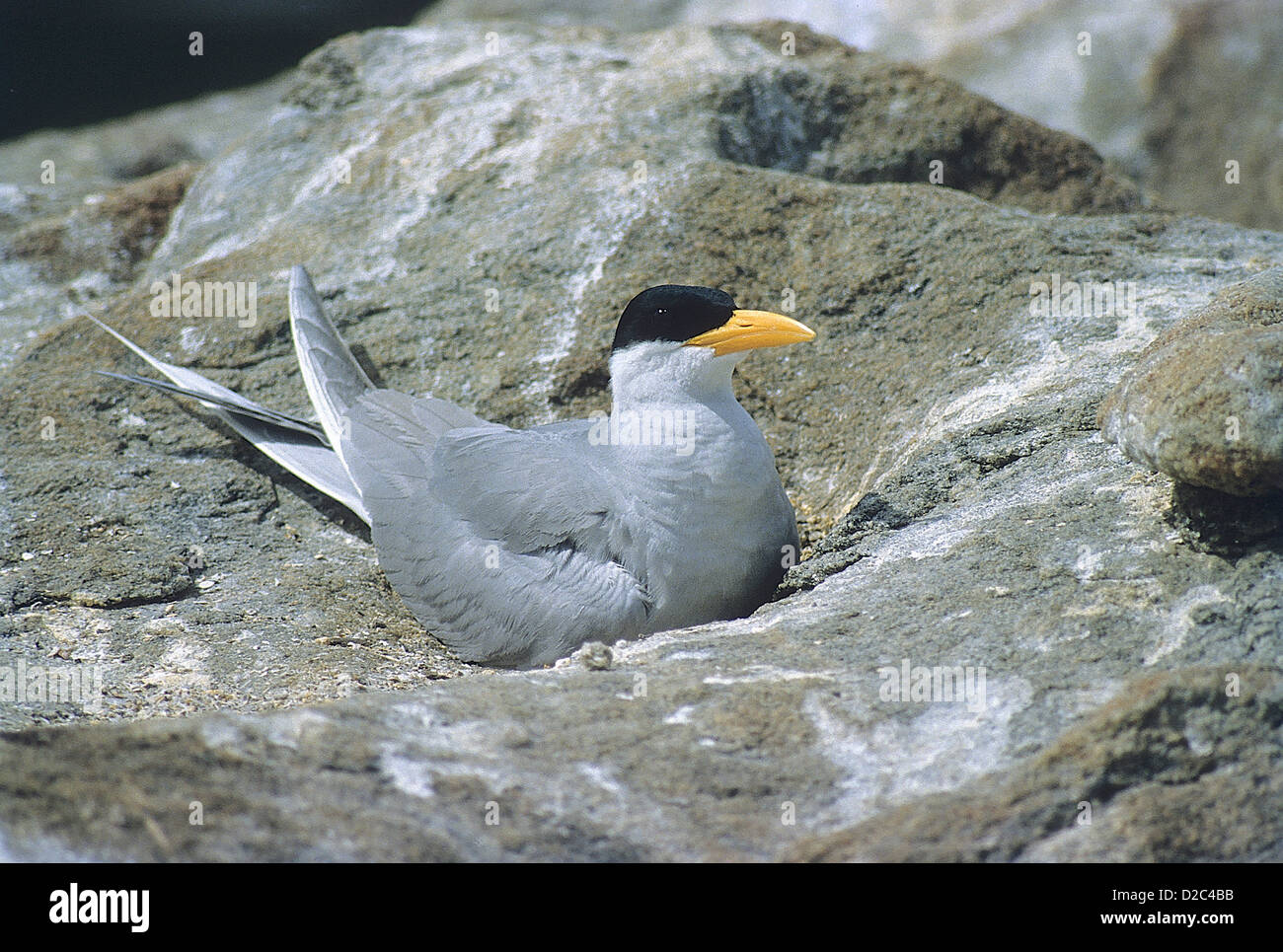 River Tern (Sterna Aurantia) Ranganthitoo Bird Sanctuary, Karnataka ...