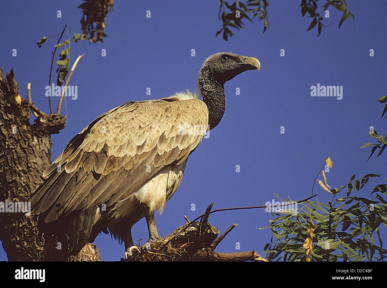 Long Billed Vulture (Gyps Indicus) , Sariska Wildlife Sanctuary ...