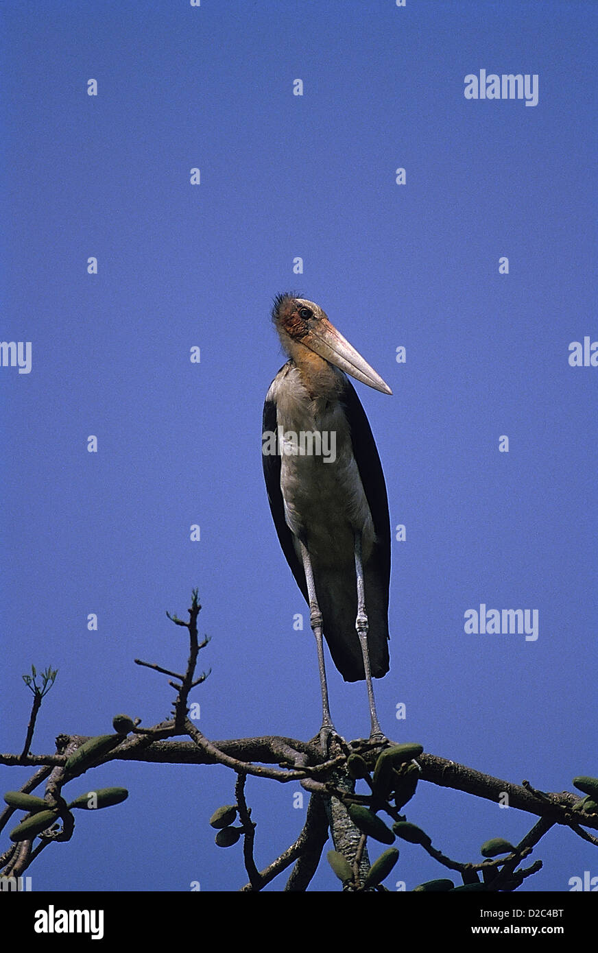 Lesser Adjutant Stork (Leptoptilos Javanicus) Assam, India Stock Photo ...