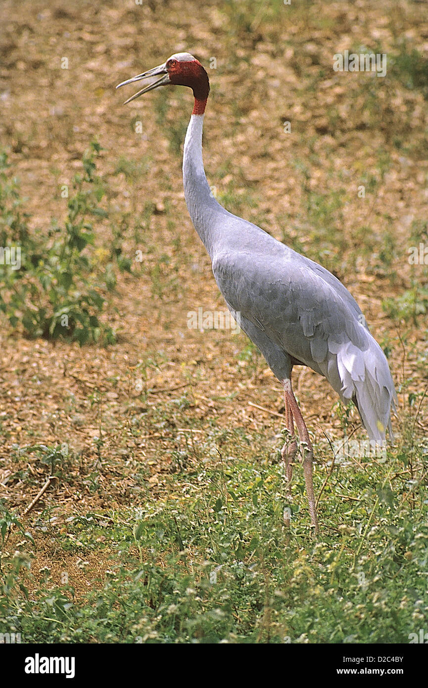 Sorus crane grus antigone bharatpur bird hi-res stock photography and ...