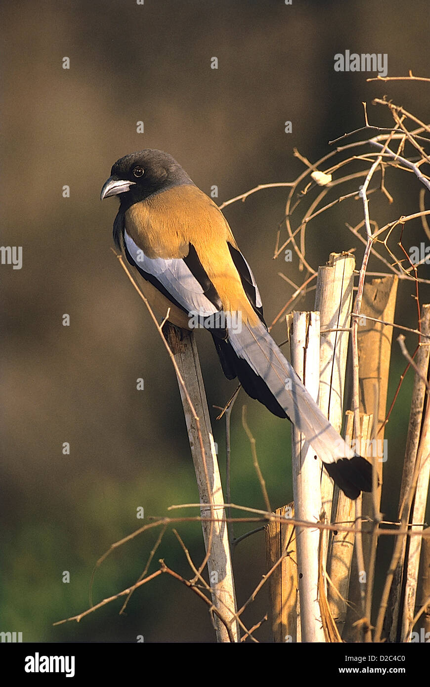 Indian Tree Pie (Dendrocitta Vagabunda), Sariska Wildlife Sanctuary ...