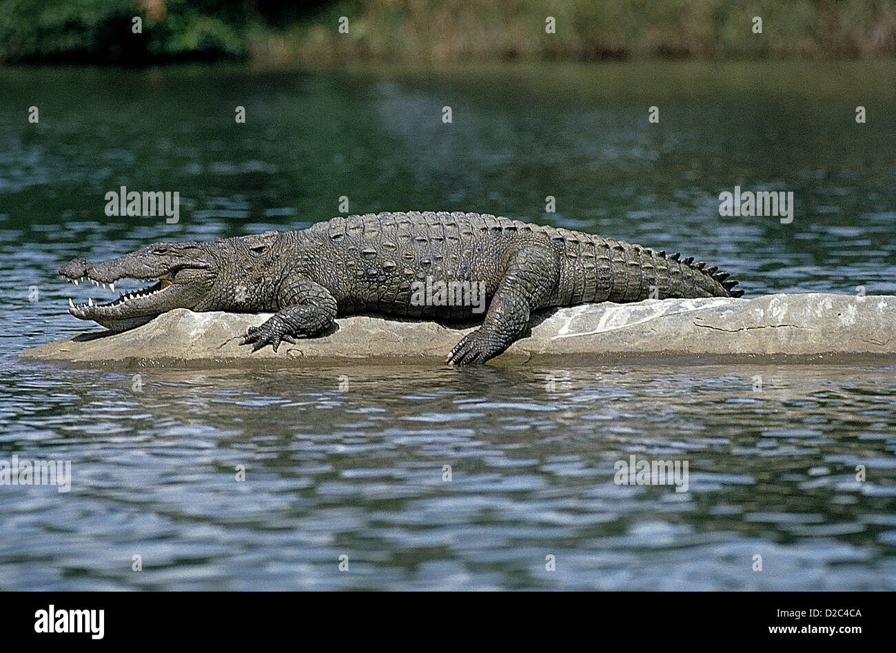 Mugger Or Crocodile (Crocodile Porosus) Ranganthitoo Bird Sanctuary ...