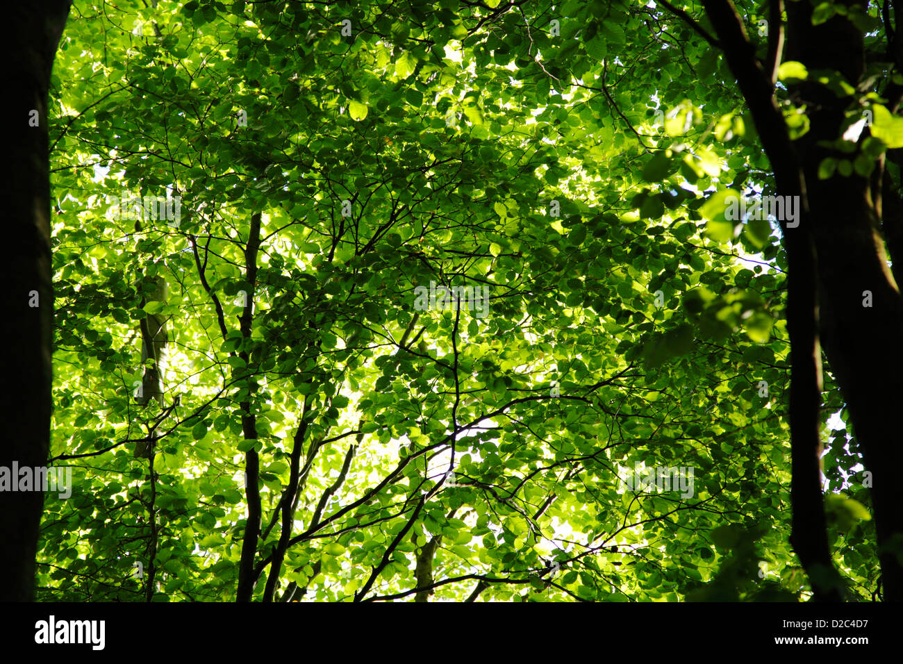 Leaf whorl hi-res stock photography and images - Alamy