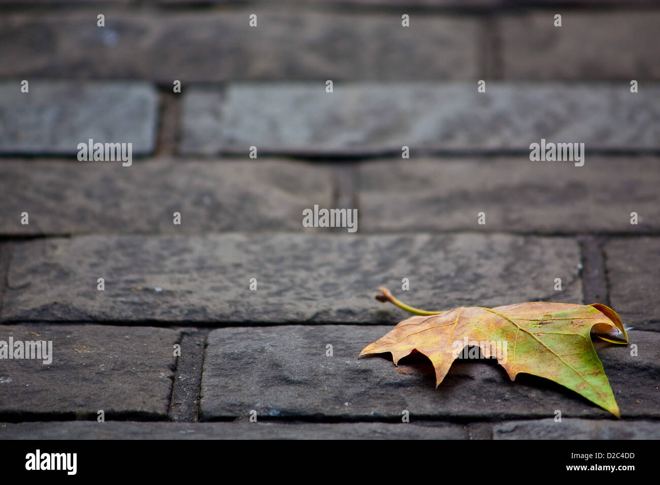 Single fallen leaf on a brick pavement Stock Photo - Alamy