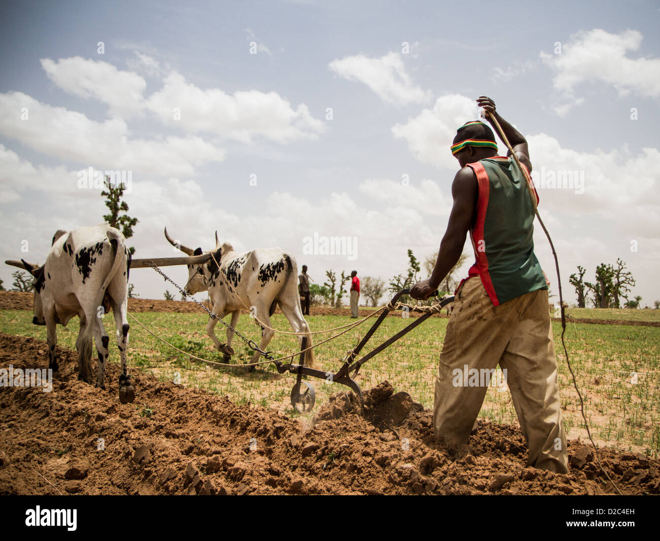 Preparing the soil for sowing maize. Village of Diouna, Mali, in the ...