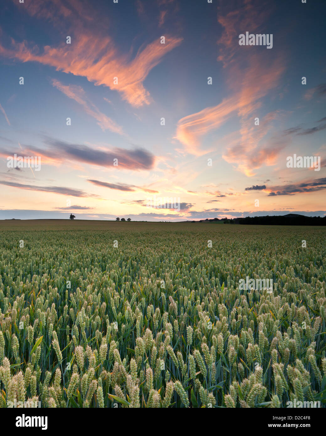 Wheat crop fields of Essex under a colorful sunset sky Stock Photo - Alamy
