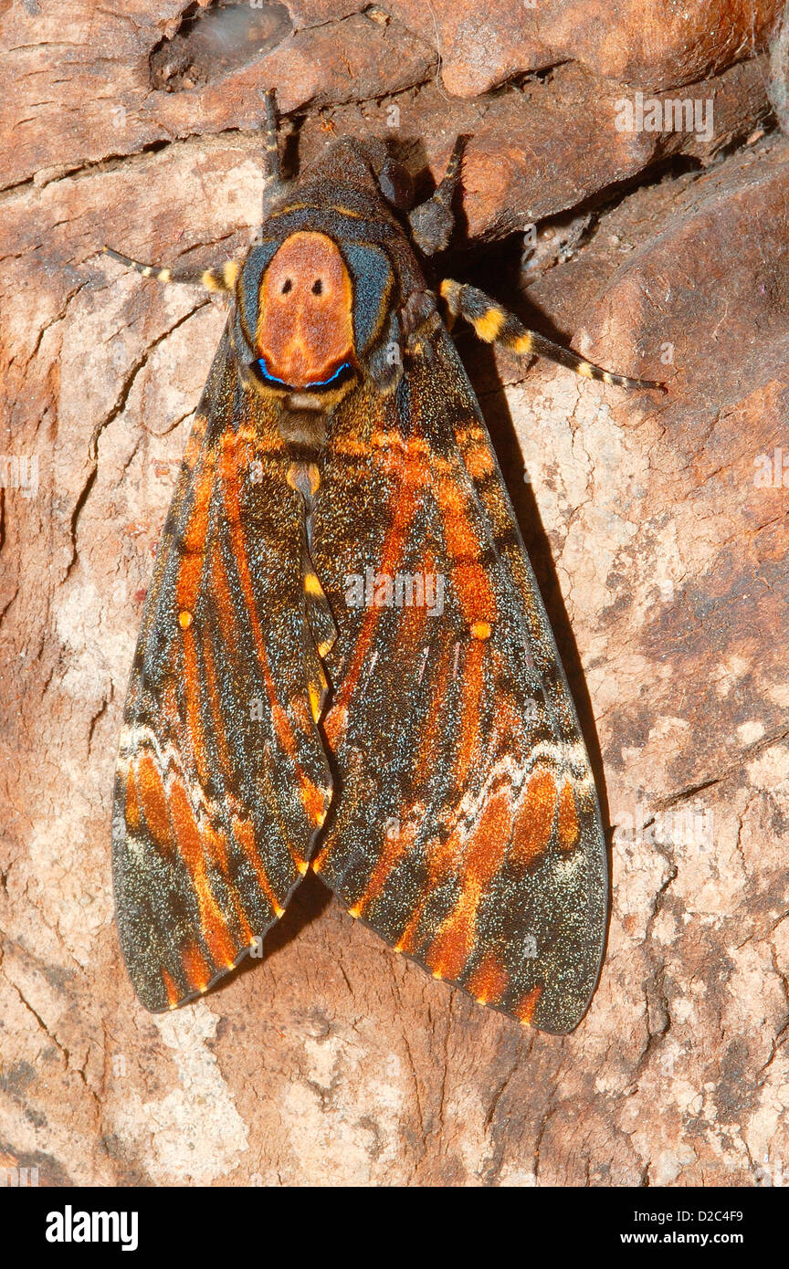 Moth, Death'S Head Hawkmoth Stock Photo - Alamy