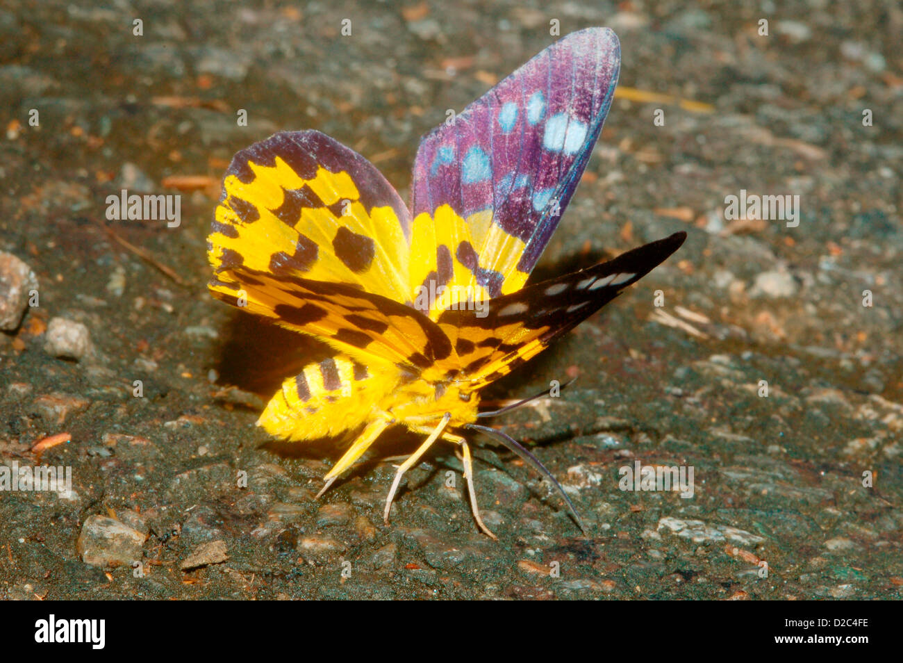 Butterfly greater blue tiger moth arunachal hi-res stock photography ...