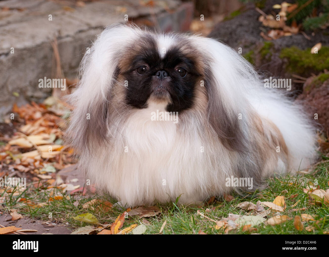 Pekingese lion dog hi-res stock photography and images - Alamy