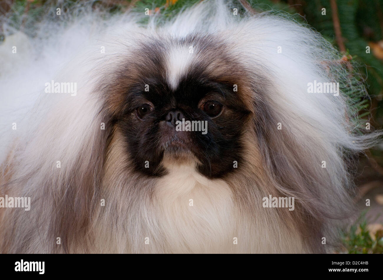 Head shot of Pekingese Stock Photo - Alamy