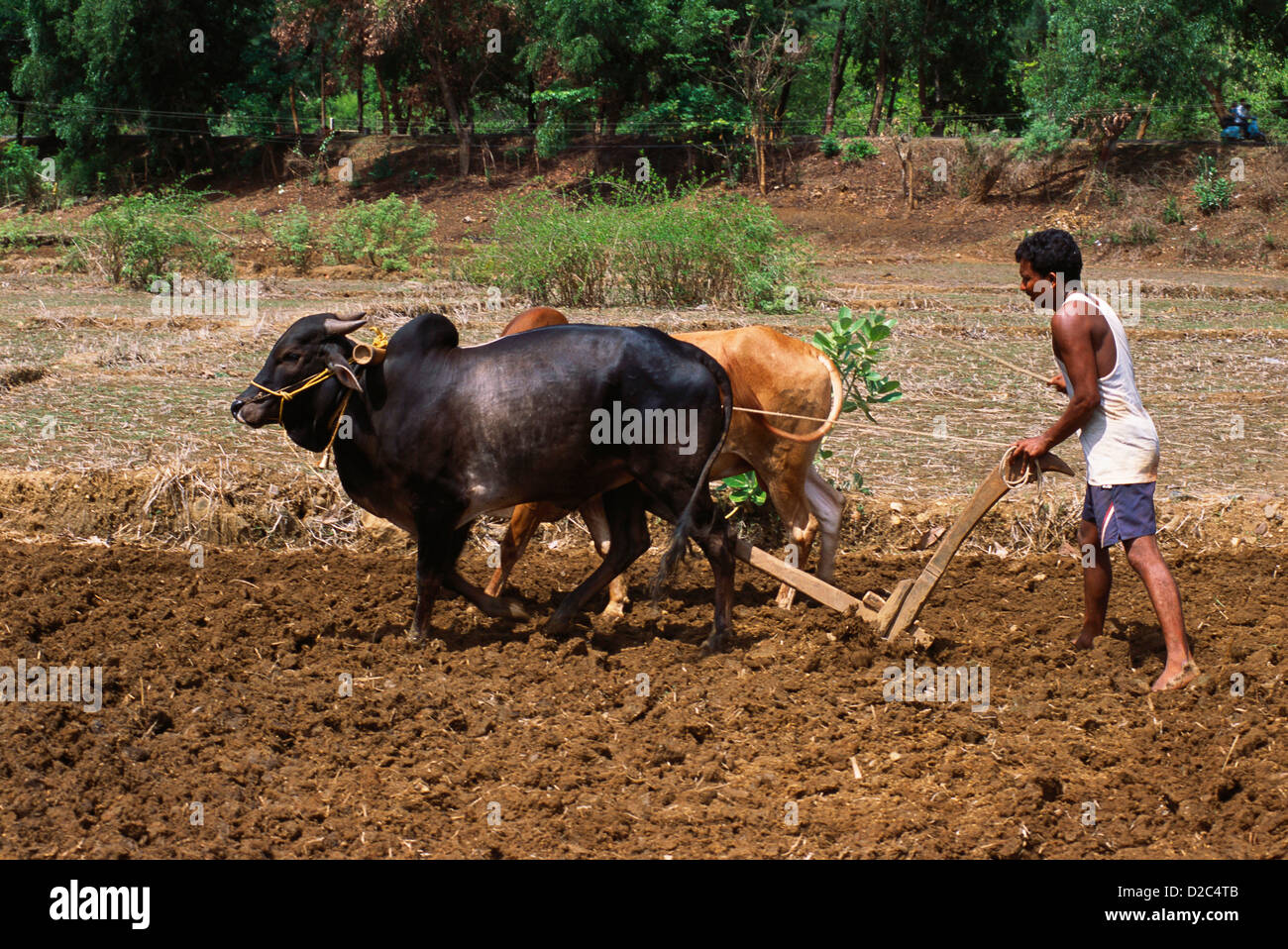 Farmers plowing the fields maharastra hi-res stock photography and ...