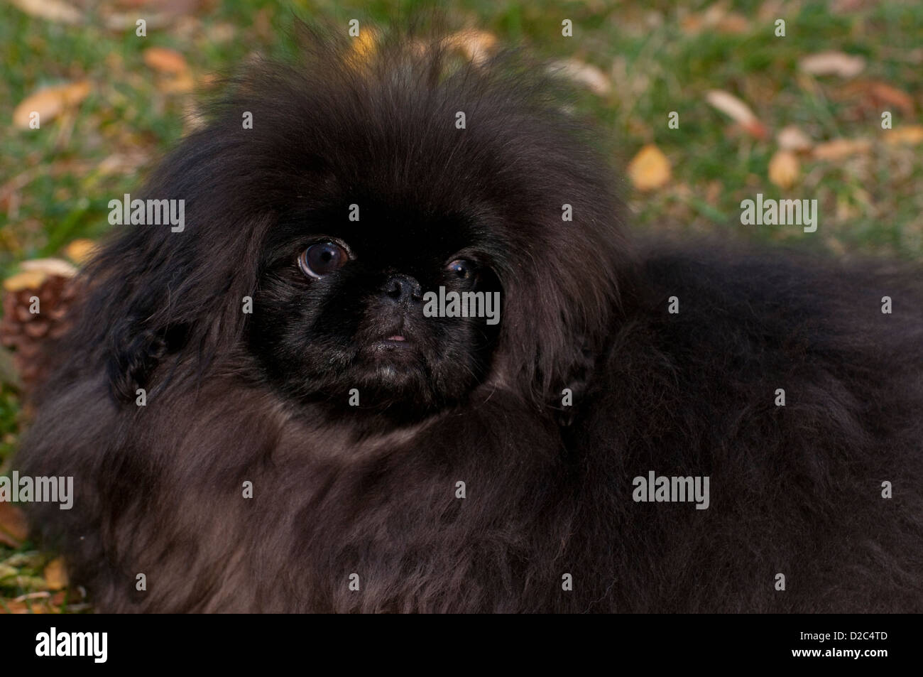 Black Pekingese puppy looking up Stock Photo - Alamy