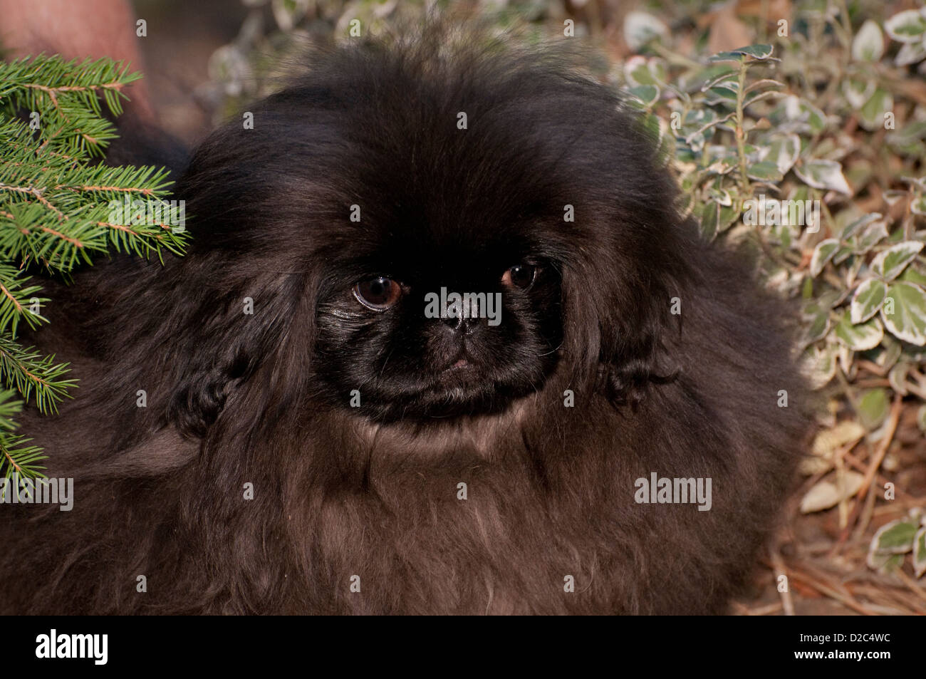Head shot of black Pekingese puppy Stock Photo - Alamy