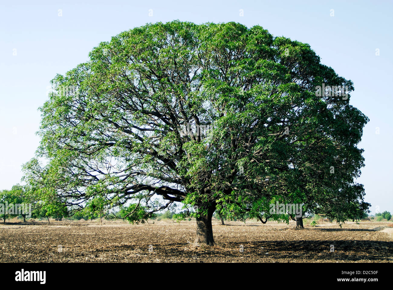 Mango tree india hi-res stock photography and images - Alamy