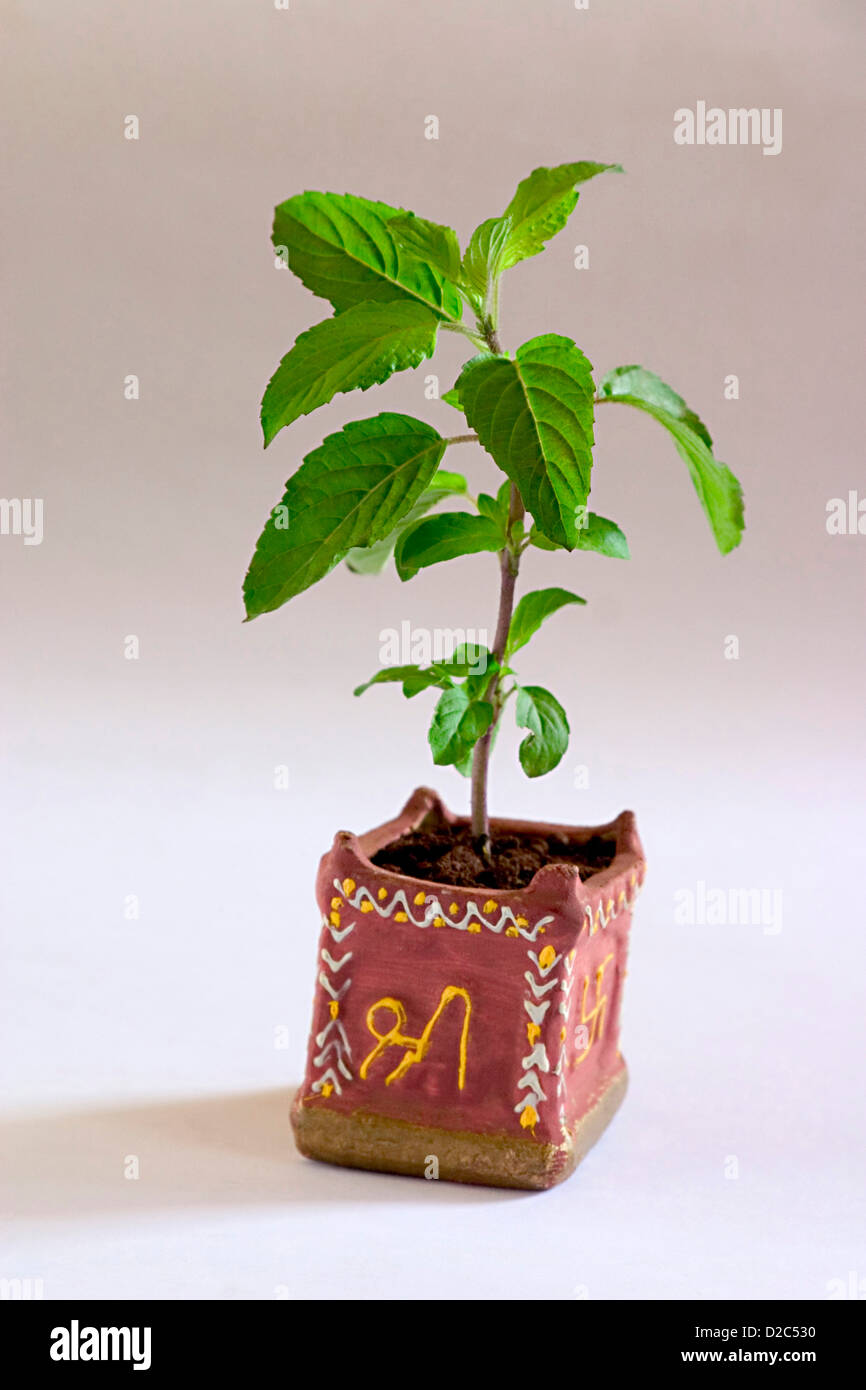 Wild Plant, Tulsi, Holy Basil Plant, Plant Of Devotion And Love, Ocimum ...