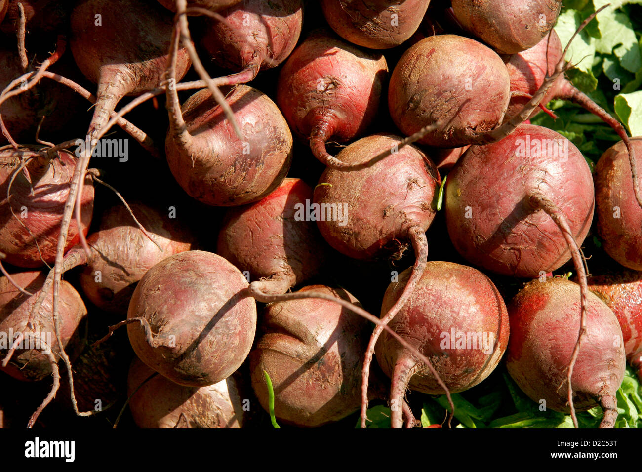 Vegetable Beetroot Used For Green Salad Or As Separate Dish Stock Photo ...