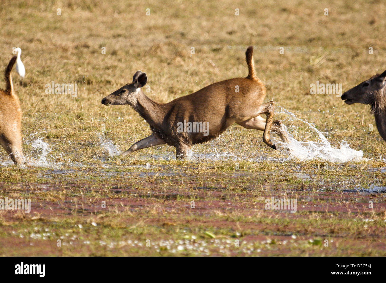 Sambar Deer Cervus Unicolor, Running In Rajbagh Lake, Ranthambore ...