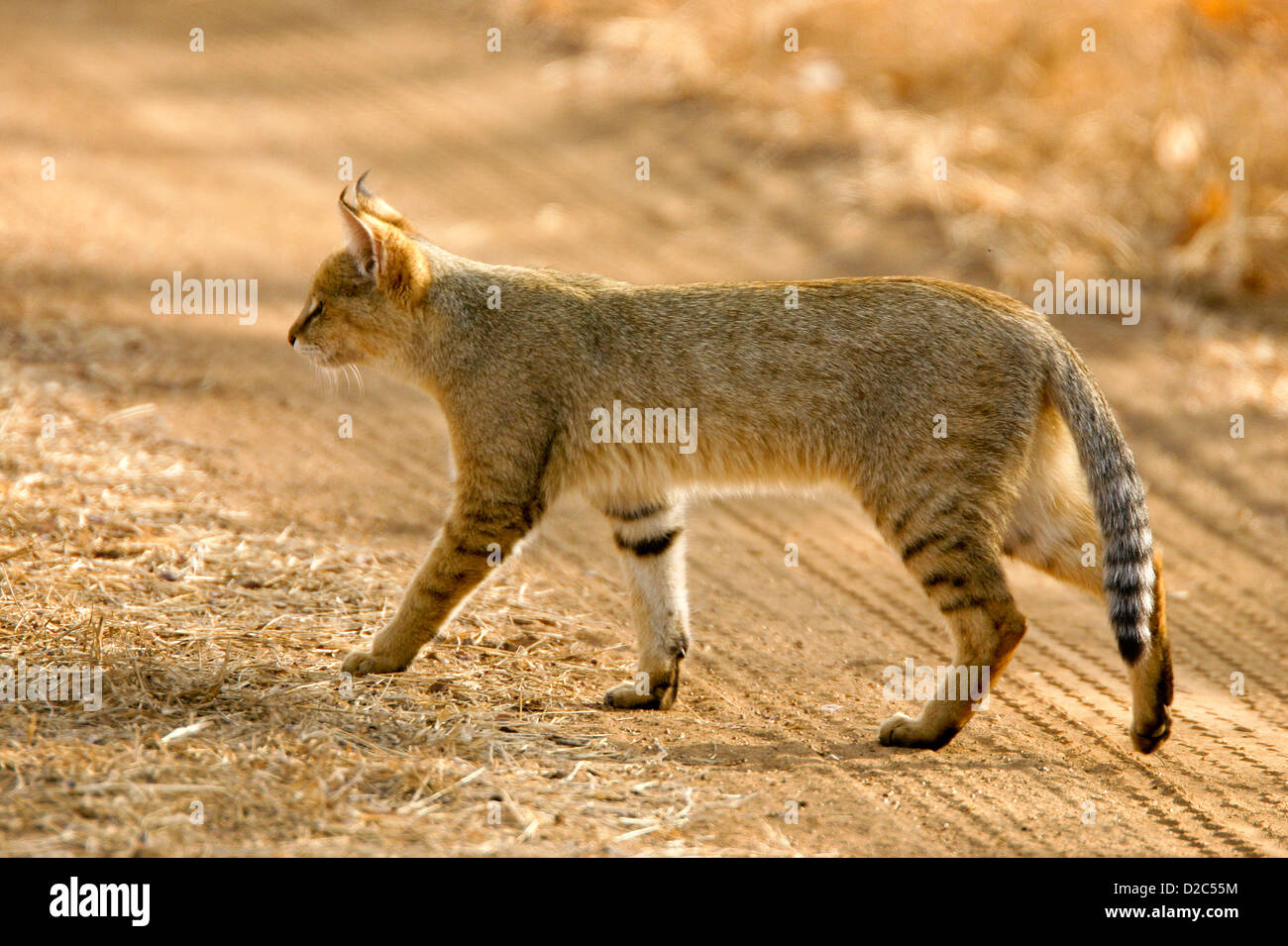 Jungle Cat Felis Chaus Walking, Ranthambore National Park, Rajasthan ...