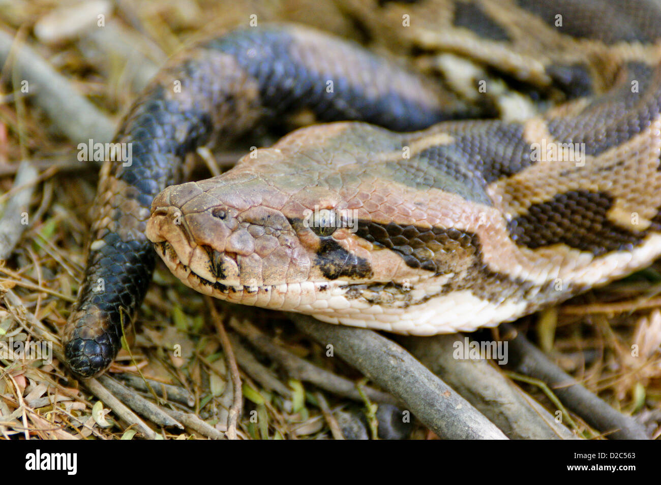 Black and white snake hi-res stock photography and images - Alamy